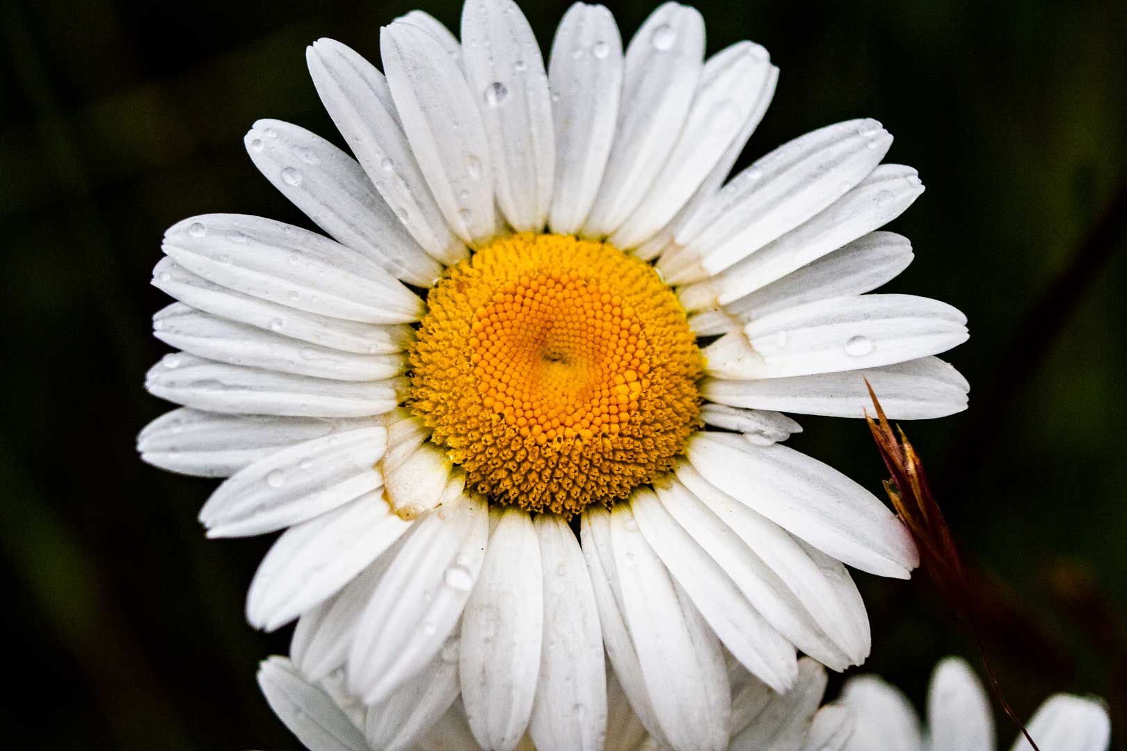 Rocky Mountain Flowers | All about Jasper National Park