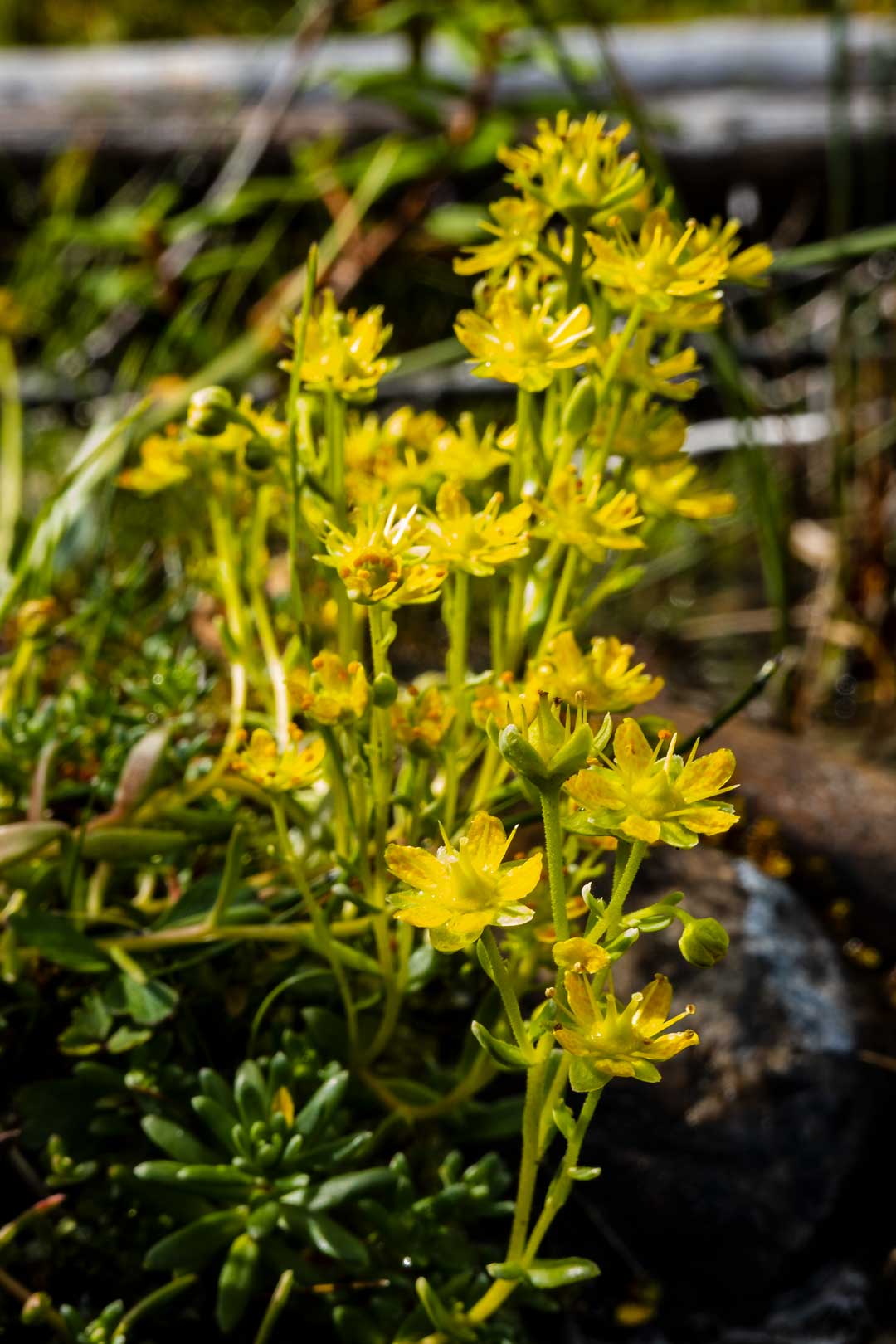 Rocky Mountain Flowers | All about Jasper National Park
