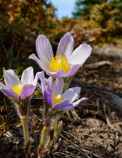 Rocky Mountain Flowers | All about Jasper National Park