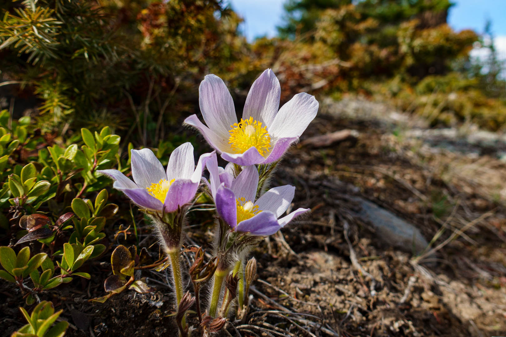 Rocky Mountain Flowers | All about Jasper National Park