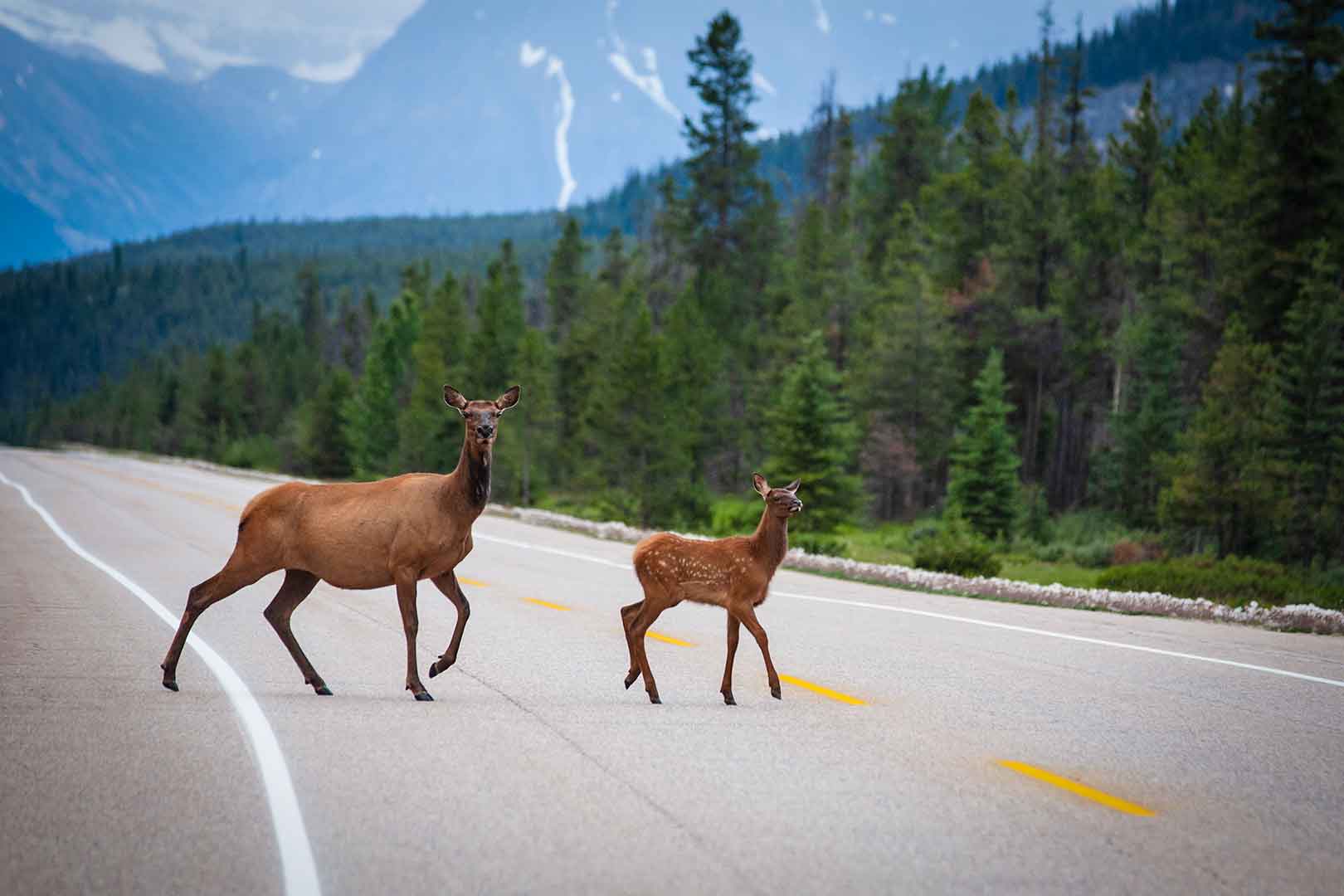 Watch out for Wildlife | All about Jasper National Park