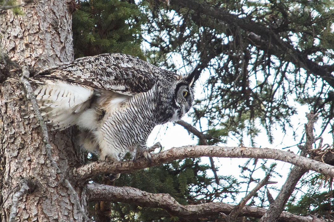 Great Horned Owl | All about Jasper National Park