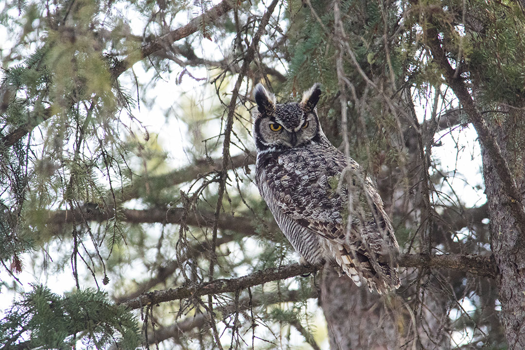 Great Horned Owl | All about Jasper National Park
