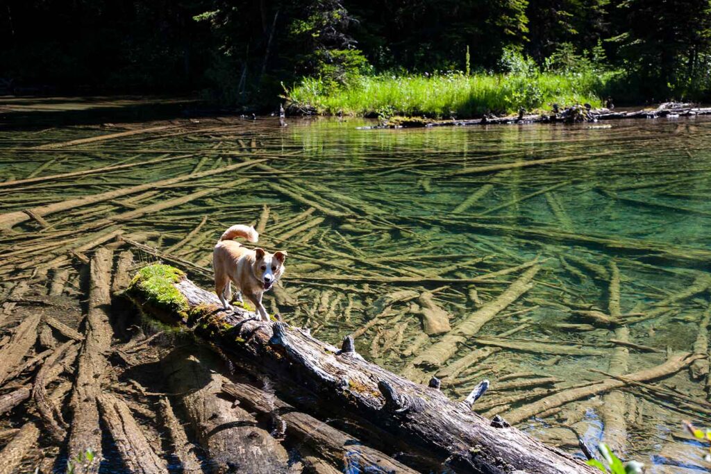 Hiking Geraldine Lakes | All about Jasper National Park