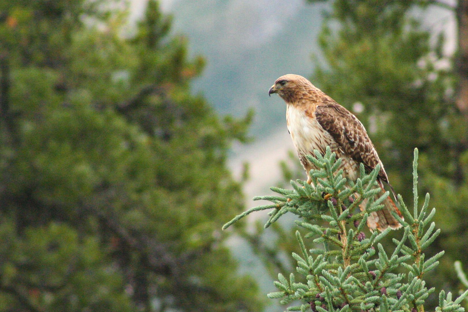 Red Tail Hawk | All about Jasper National Park