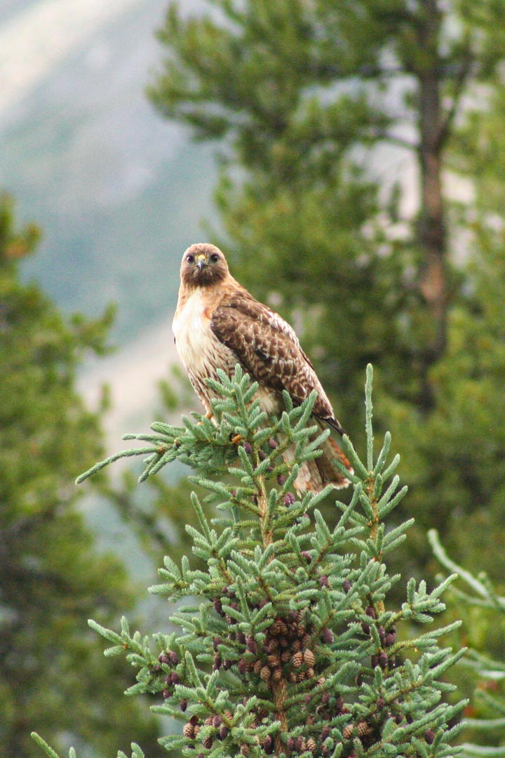 Red Tail Hawk | All about Jasper National Park