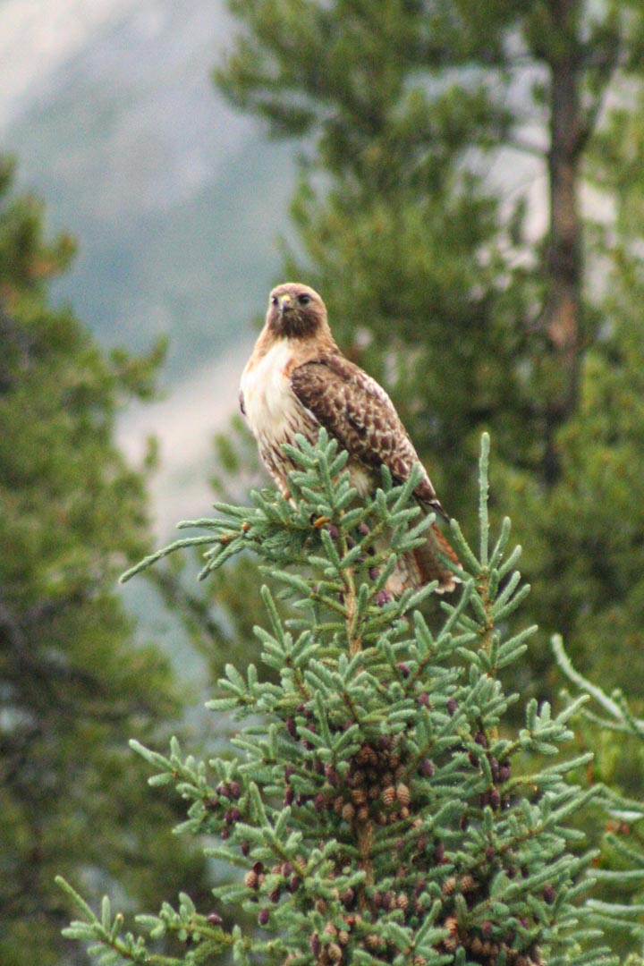 Red Tail Hawk | All about Jasper National Park