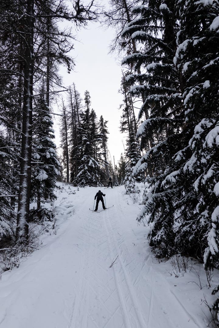Cross-country Ski Marmot Meadows | All about Jasper National Park